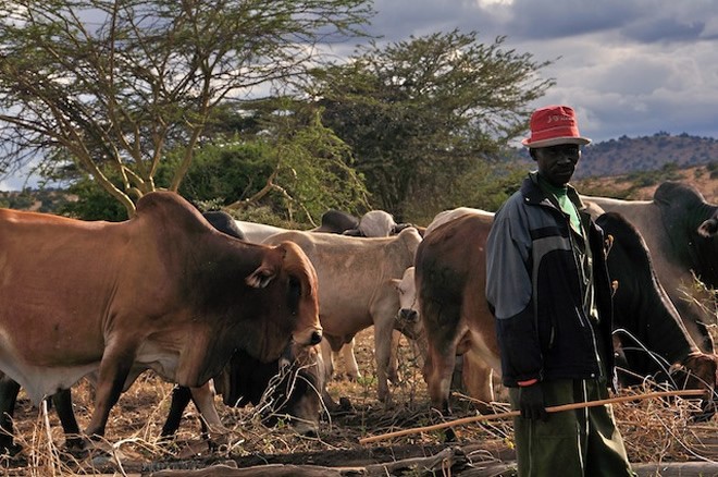 Understanding Pastoralists Perceptions And Attitudes Towards